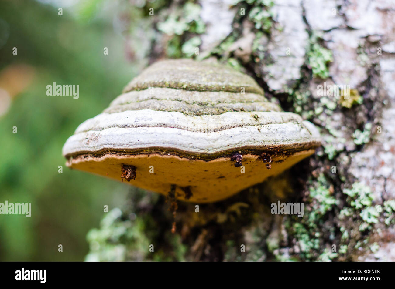 Shelf fungi on birch tree hi-res stock photography and images - Alamy