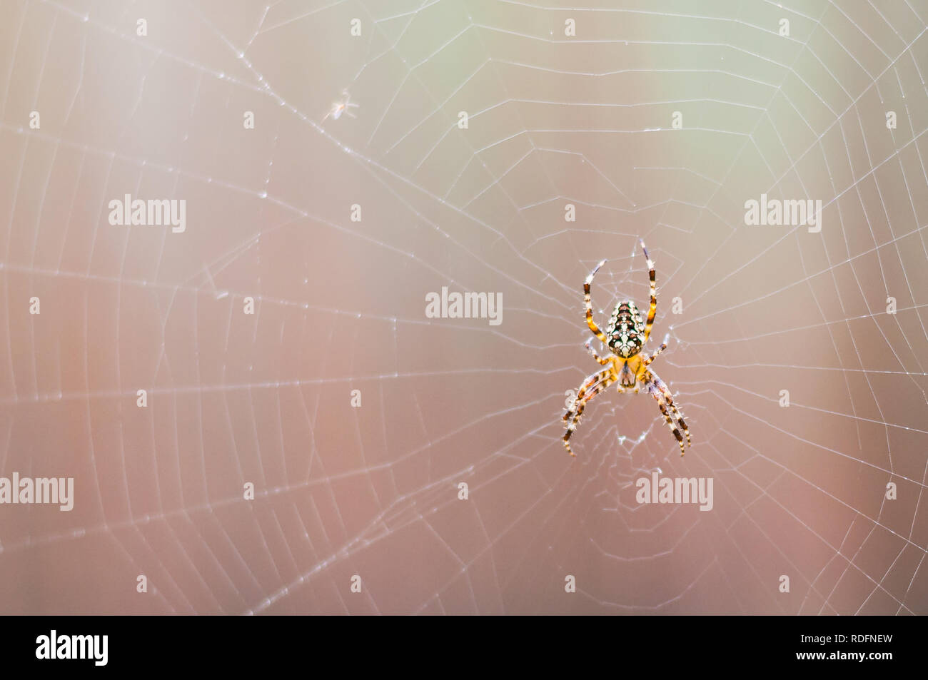 Yellow black Orb-weaver spider Araneid insect sitting on his spiderweb ...