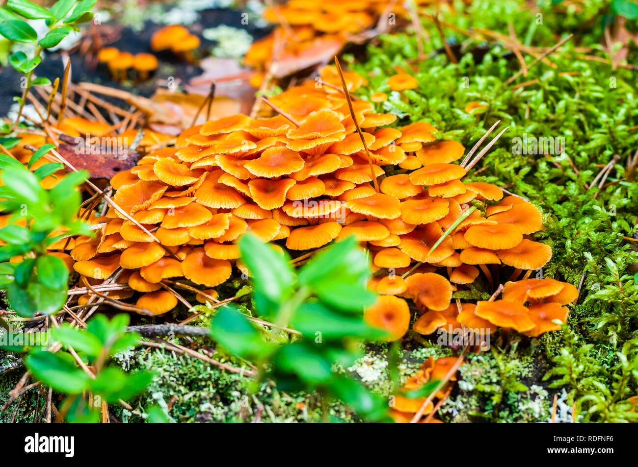 Big group of small vivid orange mushrooms growing on old tree stump ...