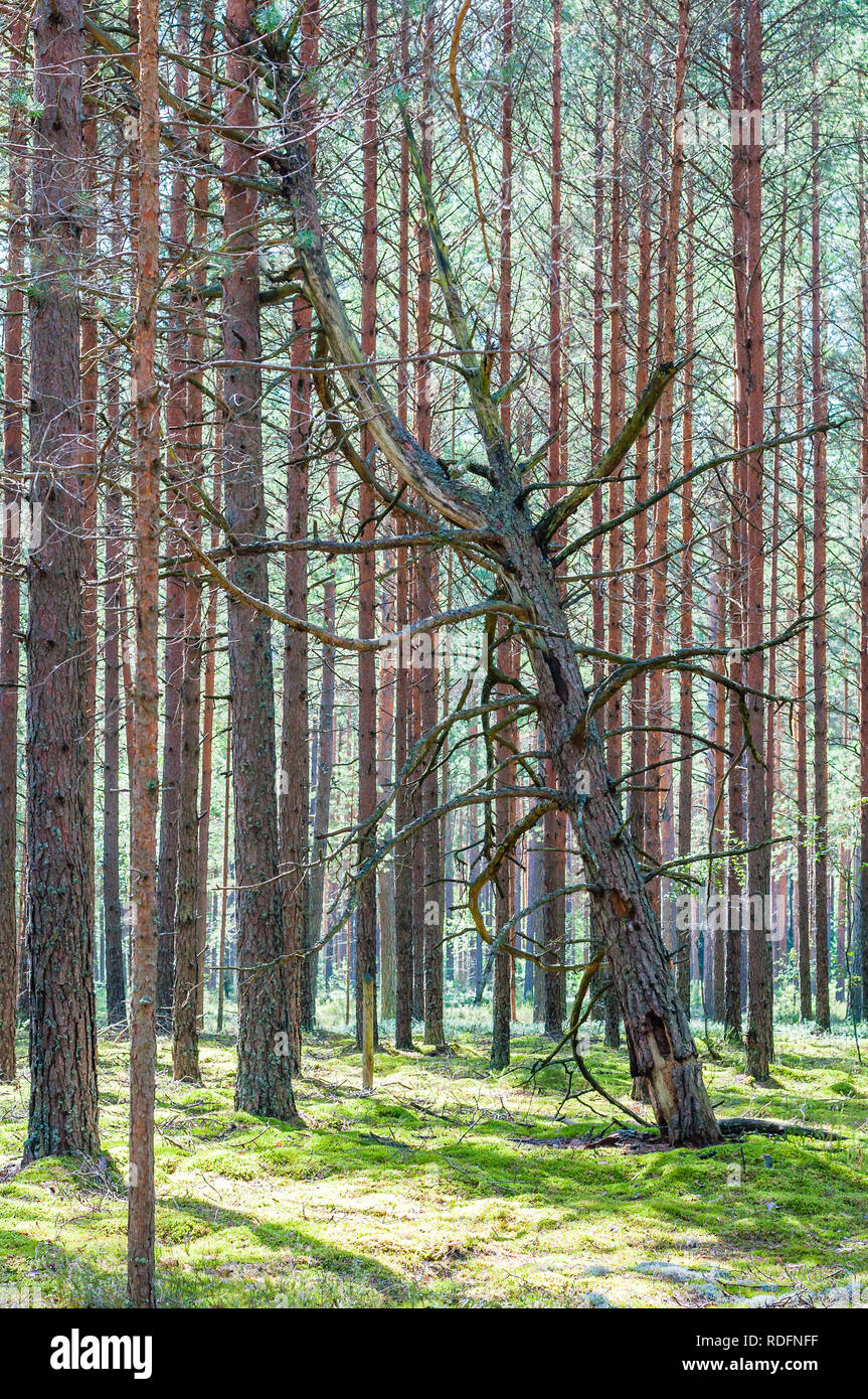 Dead dry rotten pine tree standing slanted leaning on other pine trees ...