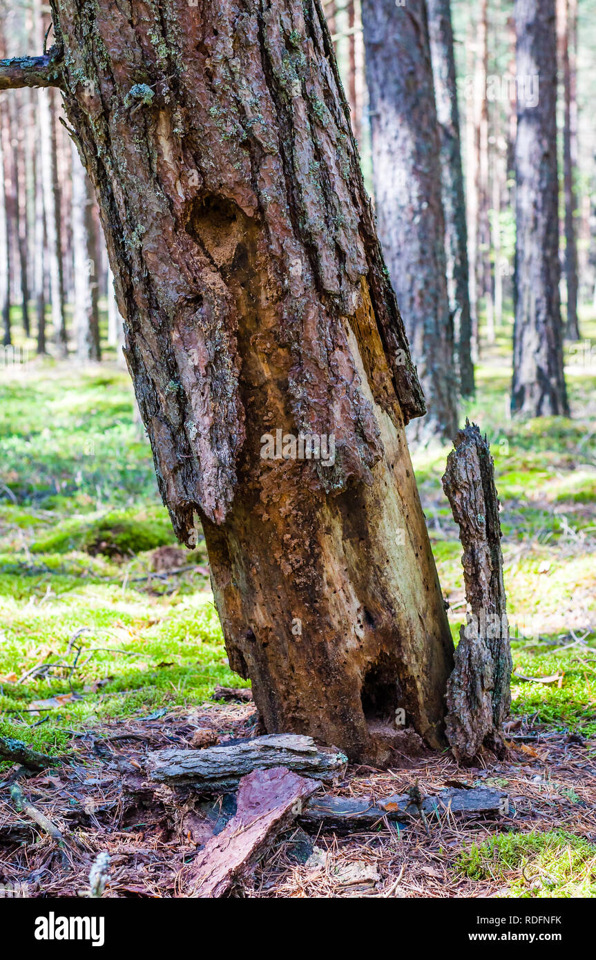 Angled dead dry rotten pine tree bark falling down on mossy ground in ...