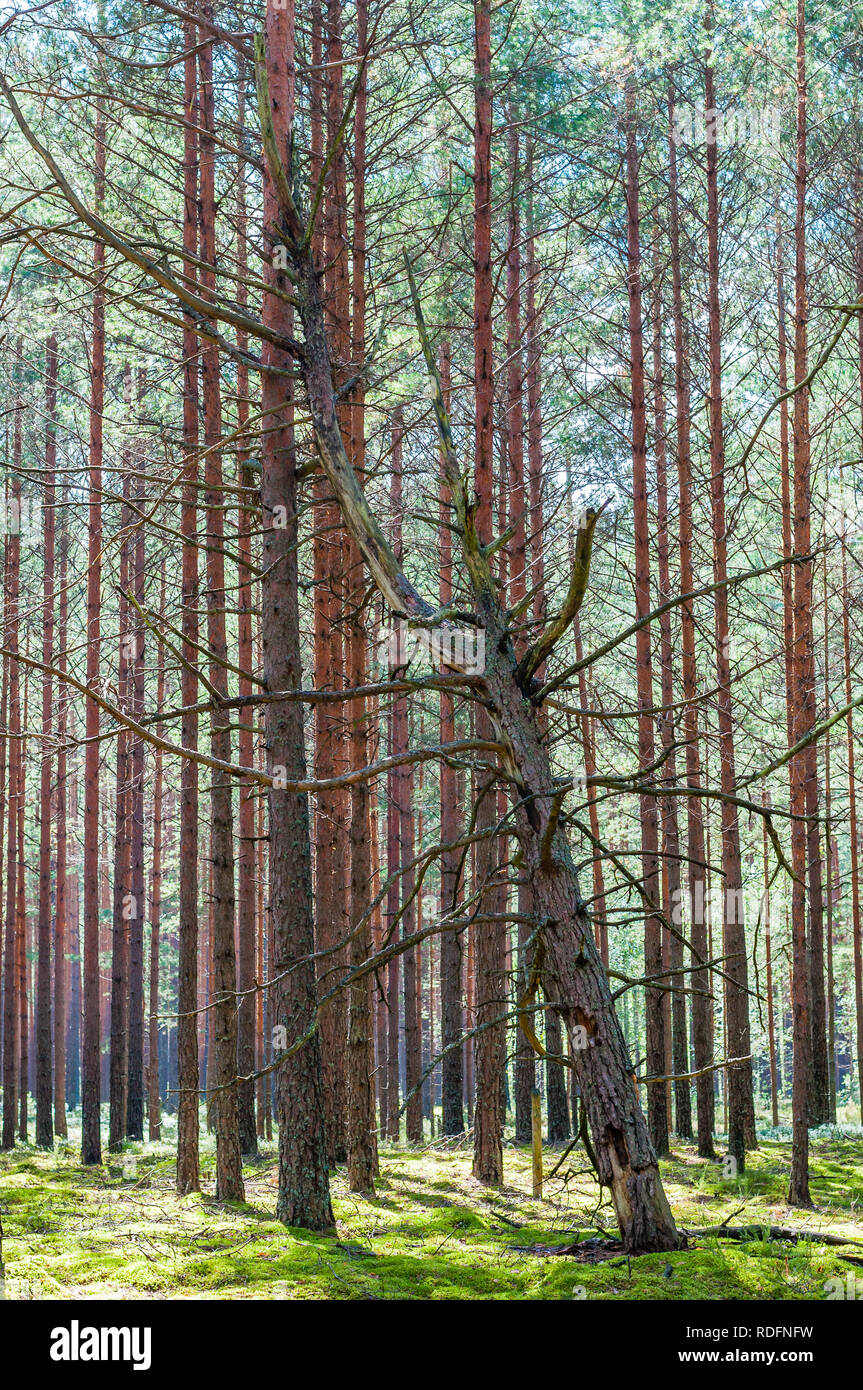 Rotten conifer wood hi-res stock photography and images - Alamy