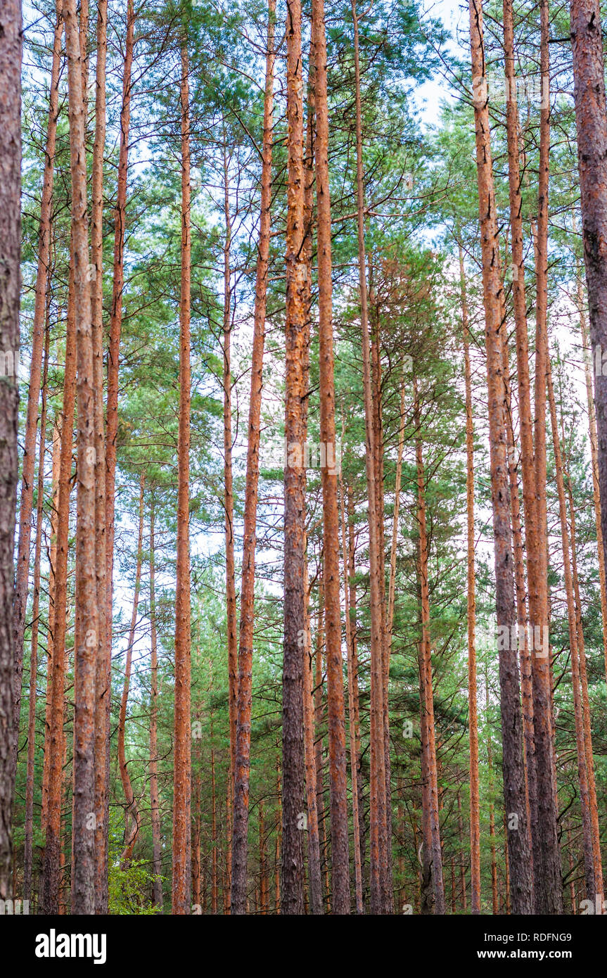 Vertical high straight trunks of evergreen pine trees in the forest ...