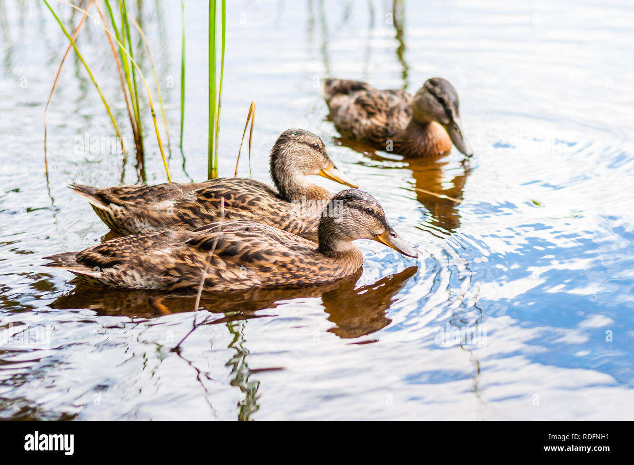 Group of young brown ducks, ducklings swimming together between the ...