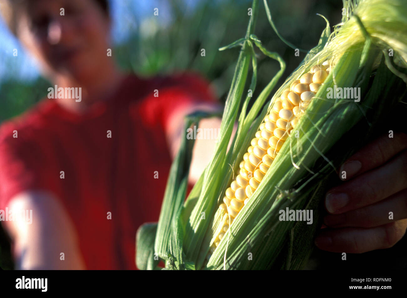 Woman showing an ear of corn, USA Stock Photo - Alamy