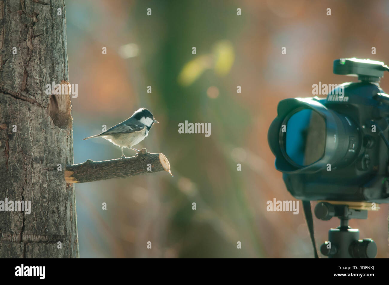 bird near camera Stock Photo - Alamy