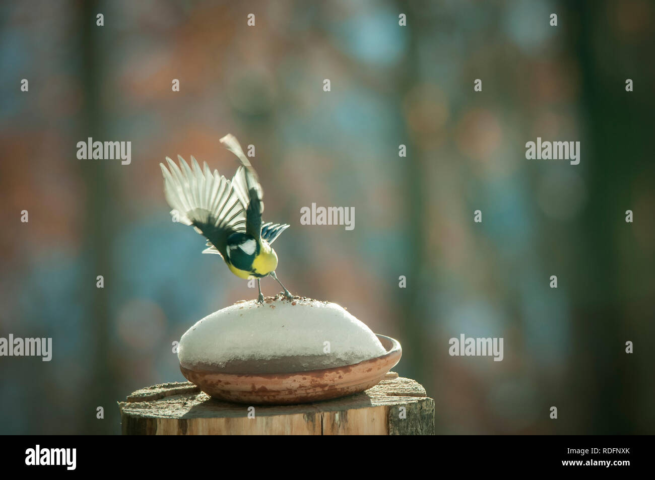 titmouse in flight in the snow Stock Photo - Alamy