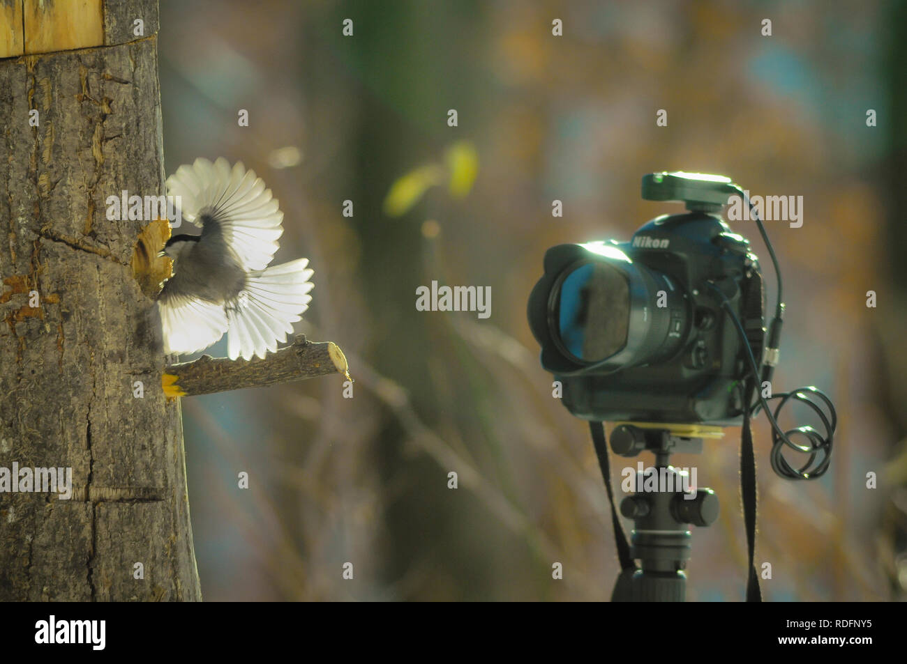 bird near camera Stock Photo - Alamy