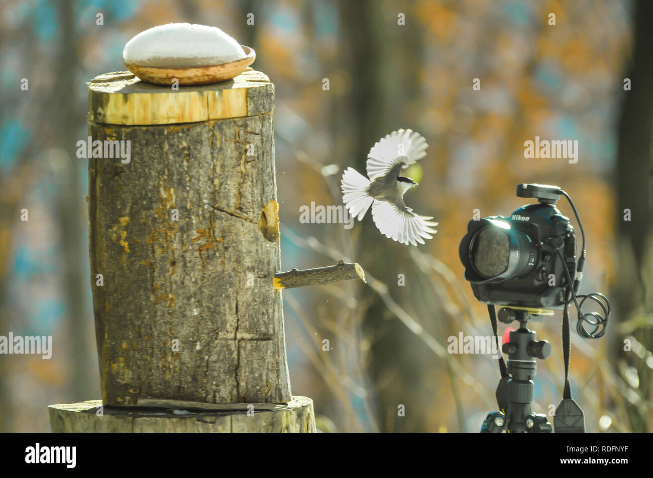bird near camera Stock Photo - Alamy