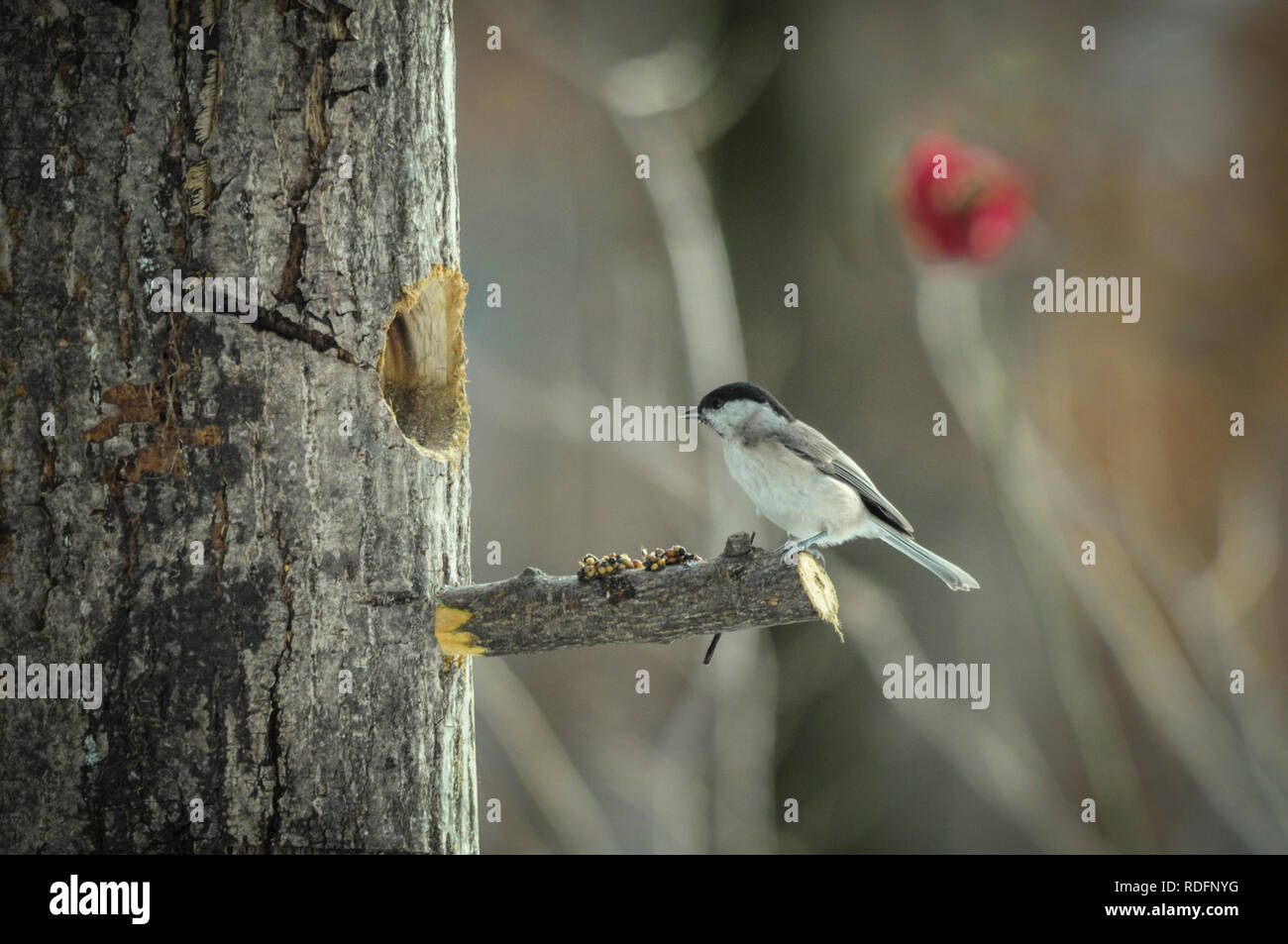 Tousled titmouse hi-res stock photography and images - Alamy