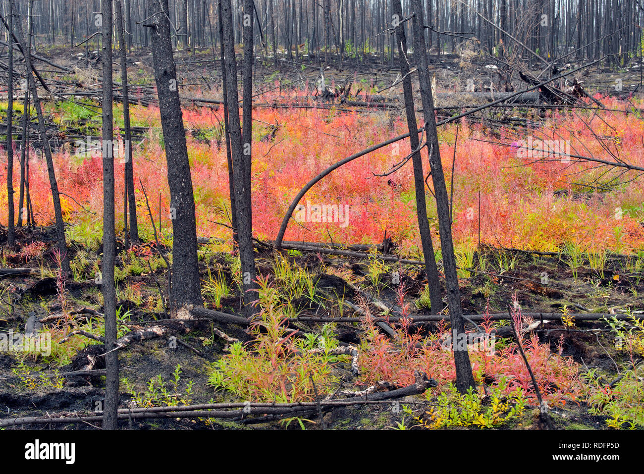 Secondary Succession Fire
