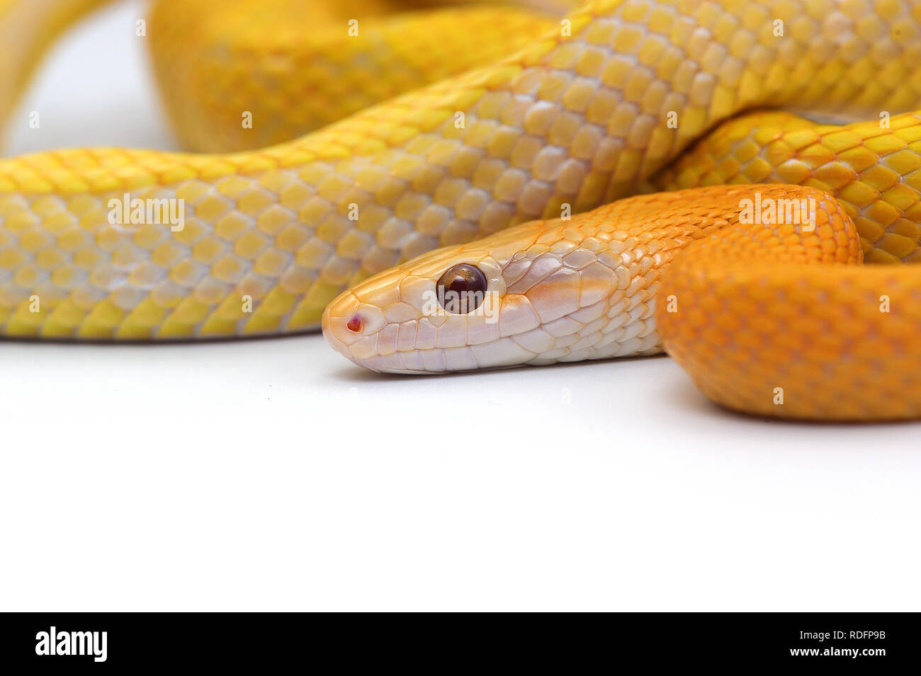 rat snake attack pose isolated on white background Stock Photo - Alamy