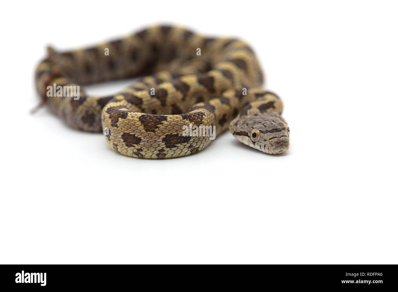 rat snake attack pose isolated on white background Stock Photo - Alamy