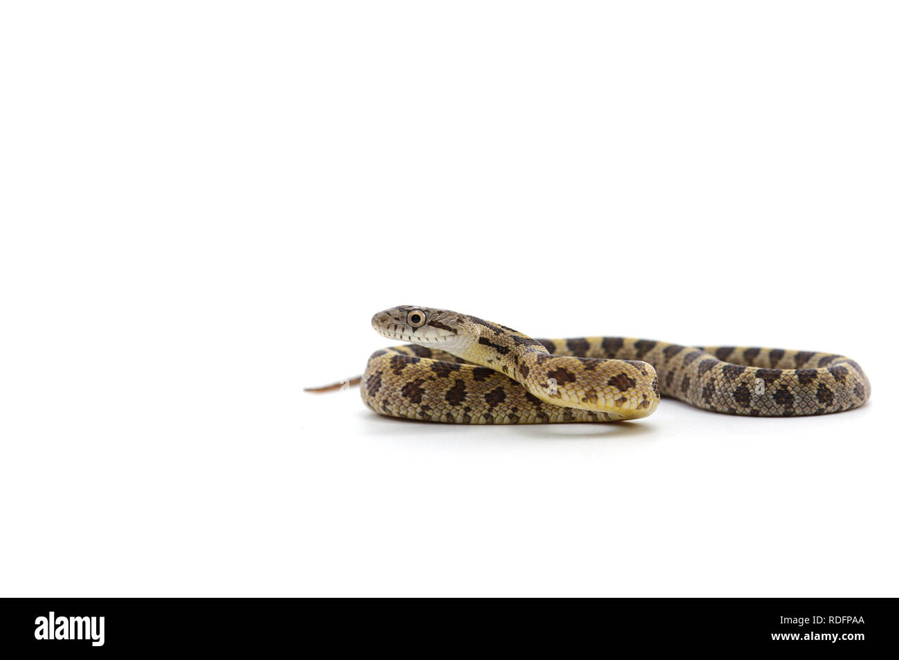 rat snake attack pose isolated on white background Stock Photo - Alamy