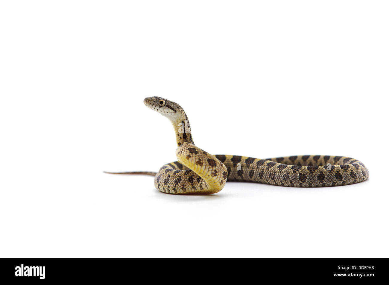 rat snake attack pose isolated on white background Stock Photo - Alamy