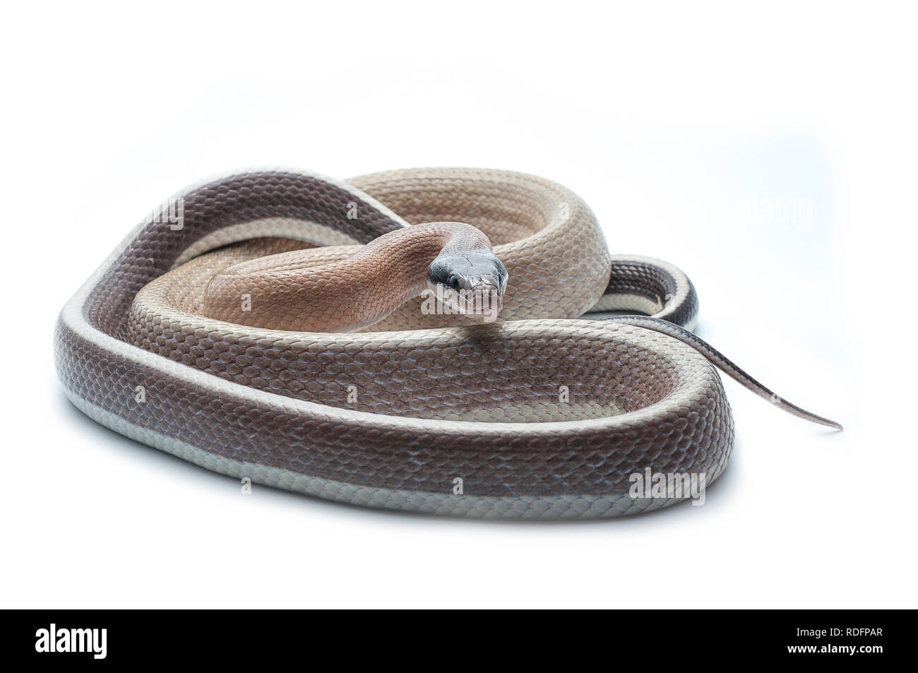 rat snake attack pose isolated on white background Stock Photo - Alamy