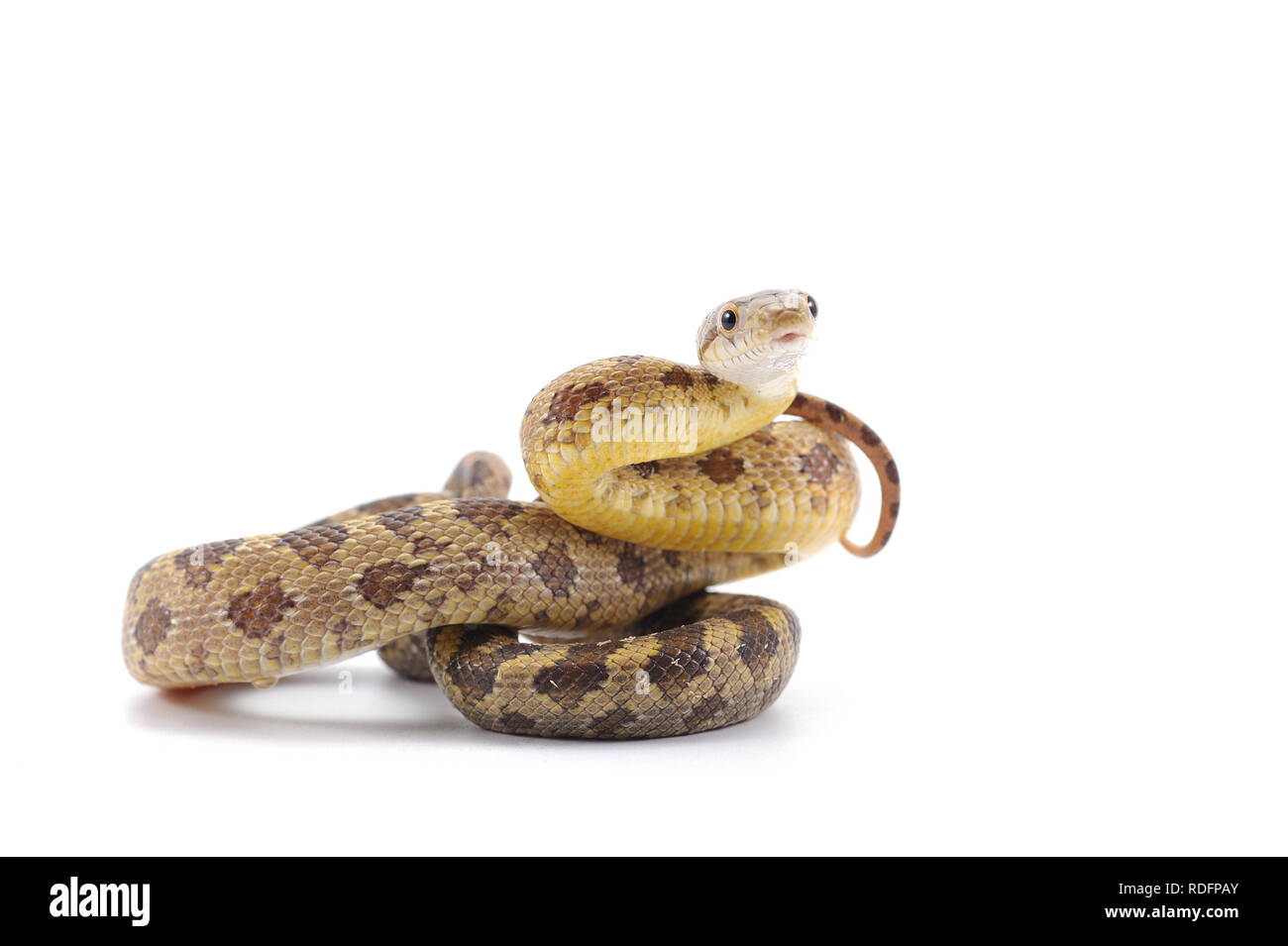 rat snake attack pose isolated on white background Stock Photo - Alamy