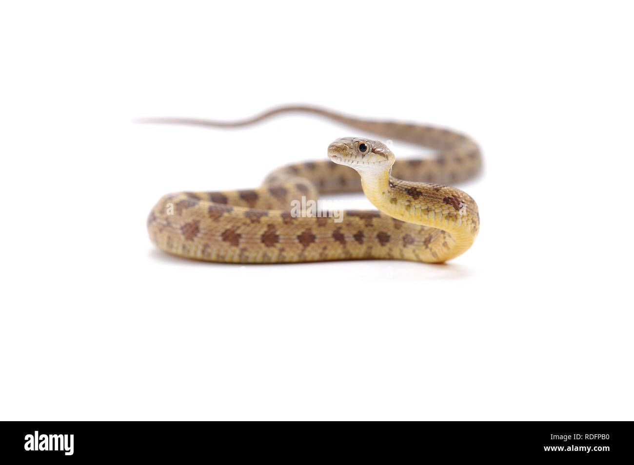 rat snake attack pose isolated on white background Stock Photo - Alamy