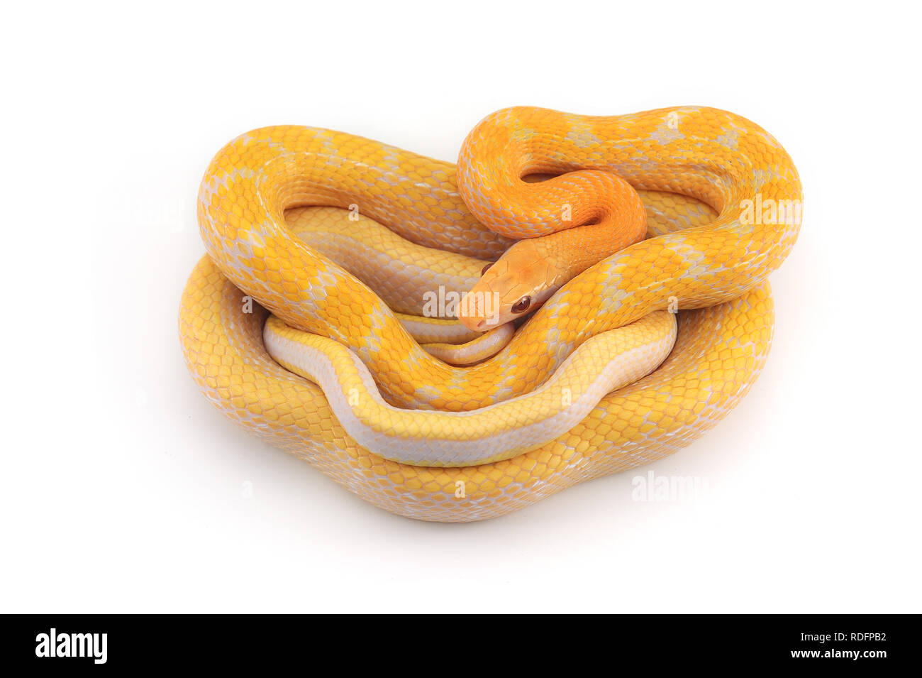 rat snake attack pose isolated on white background Stock Photo - Alamy