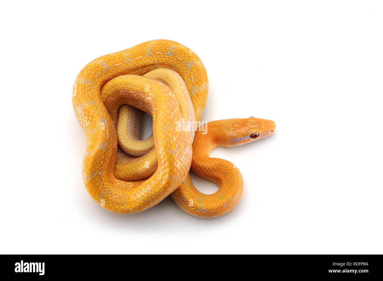 rat snake attack pose isolated on white background Stock Photo - Alamy