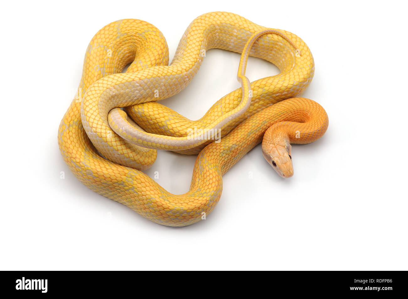 rat snake attack pose isolated on white background Stock Photo - Alamy