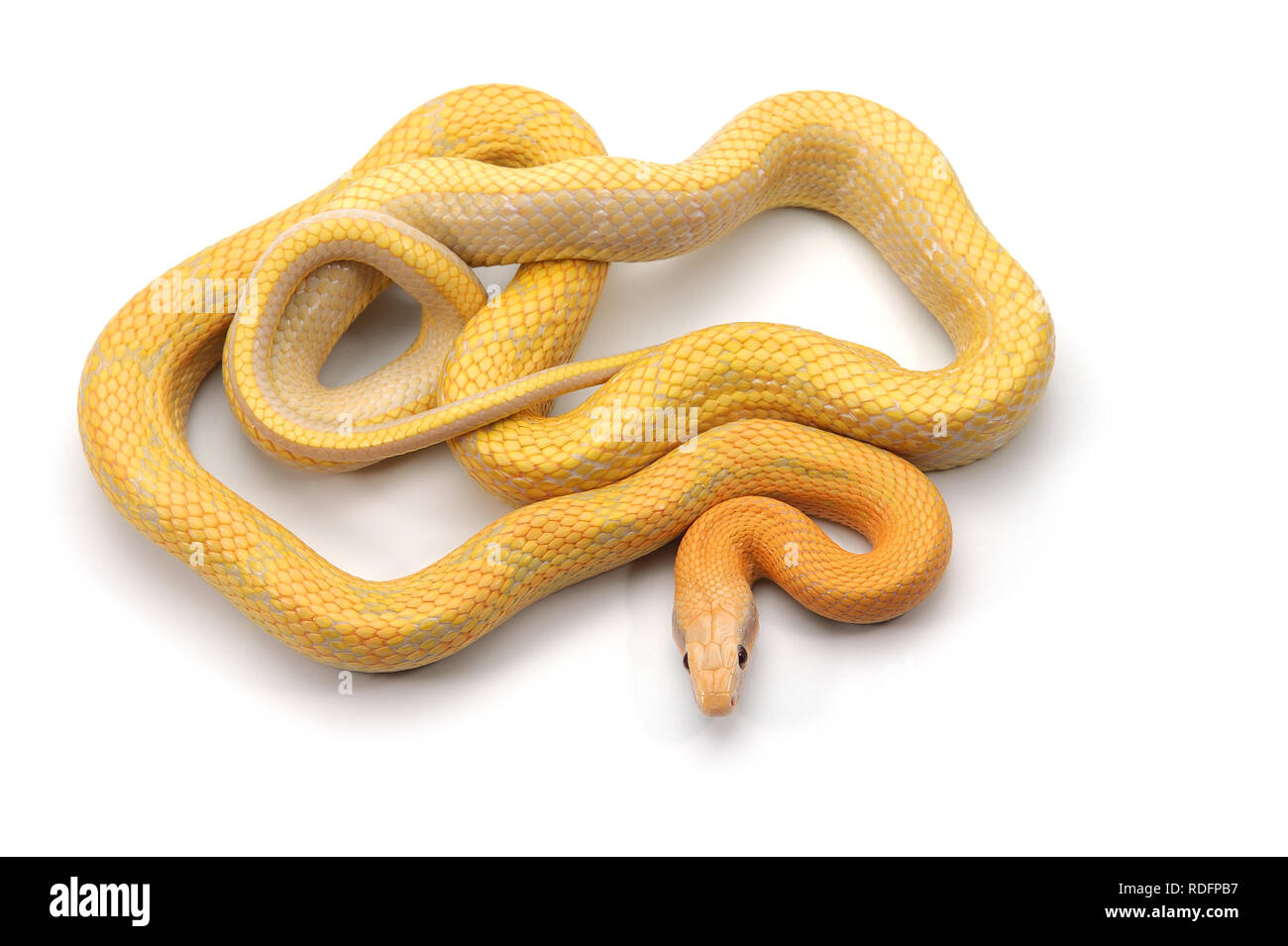 rat snake attack pose isolated on white background Stock Photo - Alamy
