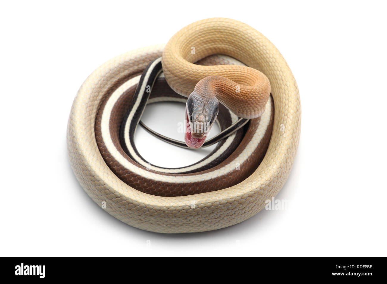 rat snake attack pose isolated on white background Stock Photo - Alamy