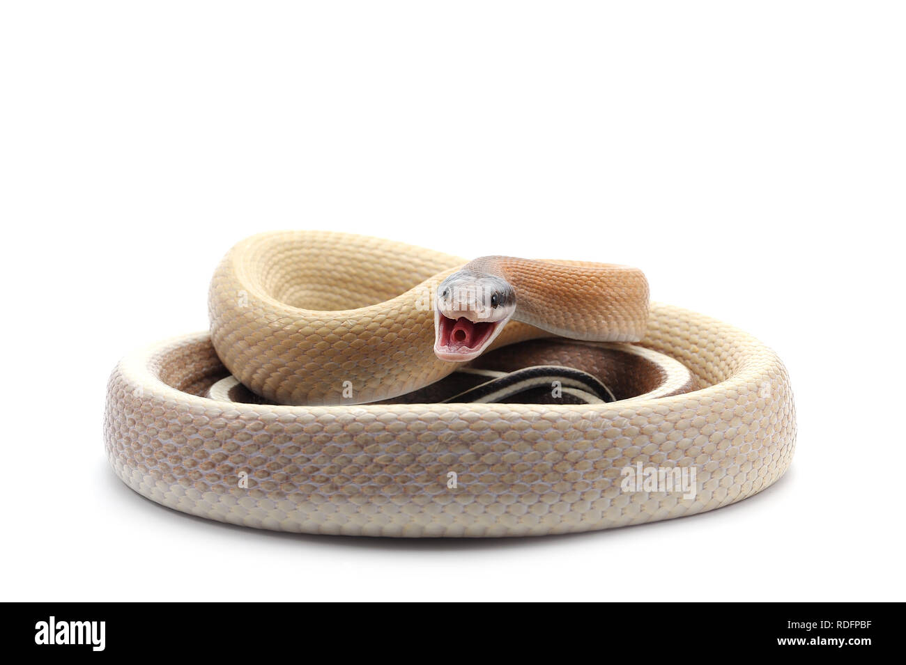 rat snake attack pose isolated on white background Stock Photo - Alamy