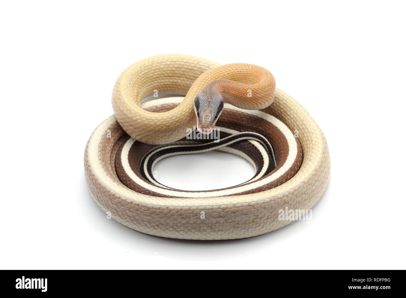 rat snake attack pose isolated on white background Stock Photo - Alamy