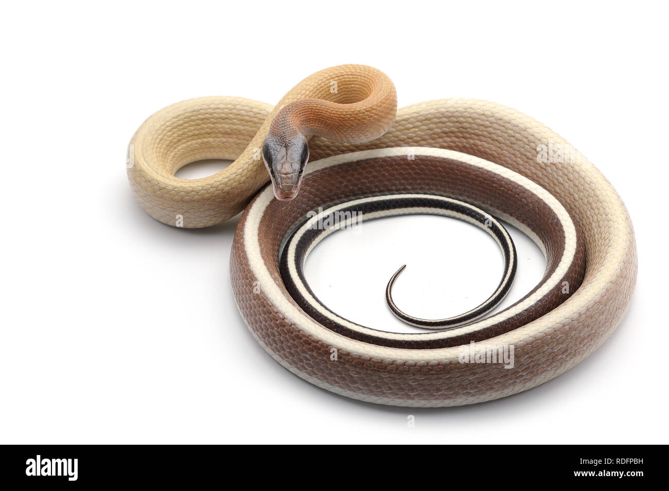 rat snake attack pose isolated on white background Stock Photo - Alamy