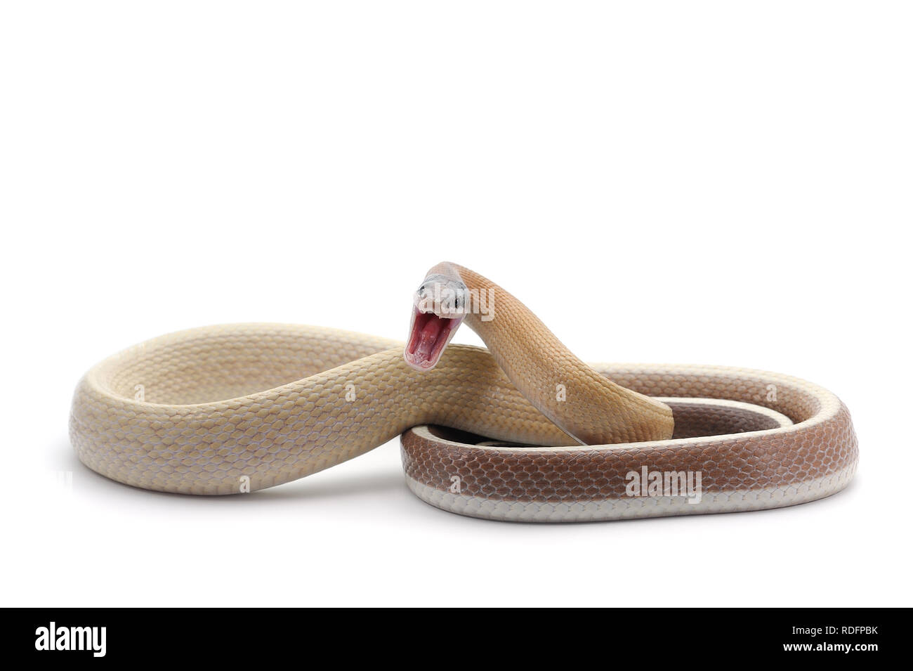 rat snake attack pose isolated on white background Stock Photo - Alamy