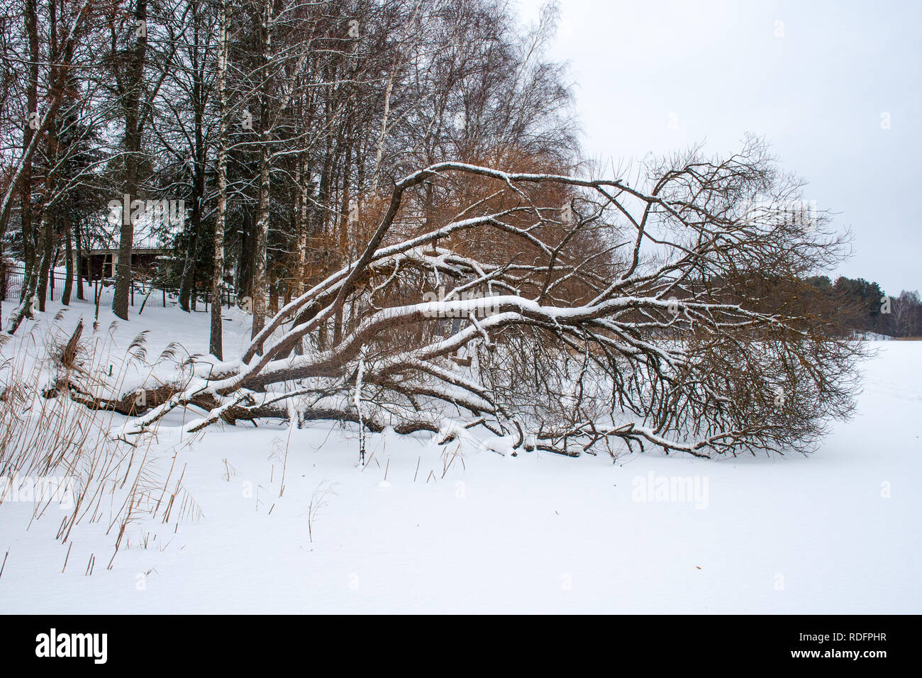 Dead tree fallen lake hi-res stock photography and images - Alamy