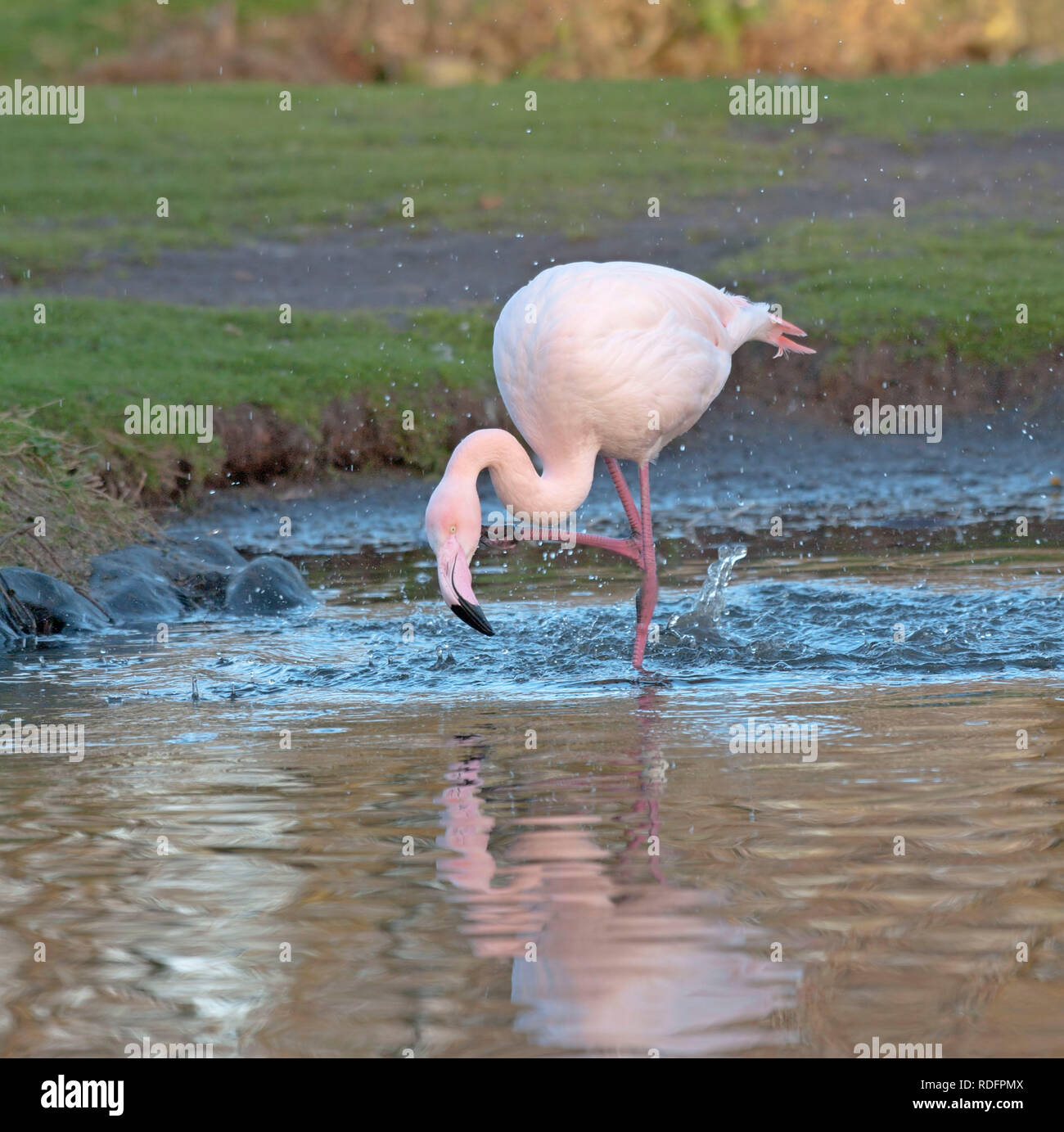 Greater flamingo migration hi-res stock photography and images - Alamy