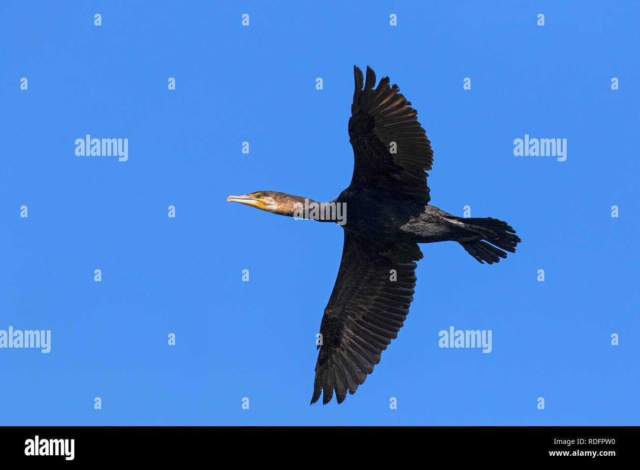 Cormorant blue sky hi-res stock photography and images - Alamy