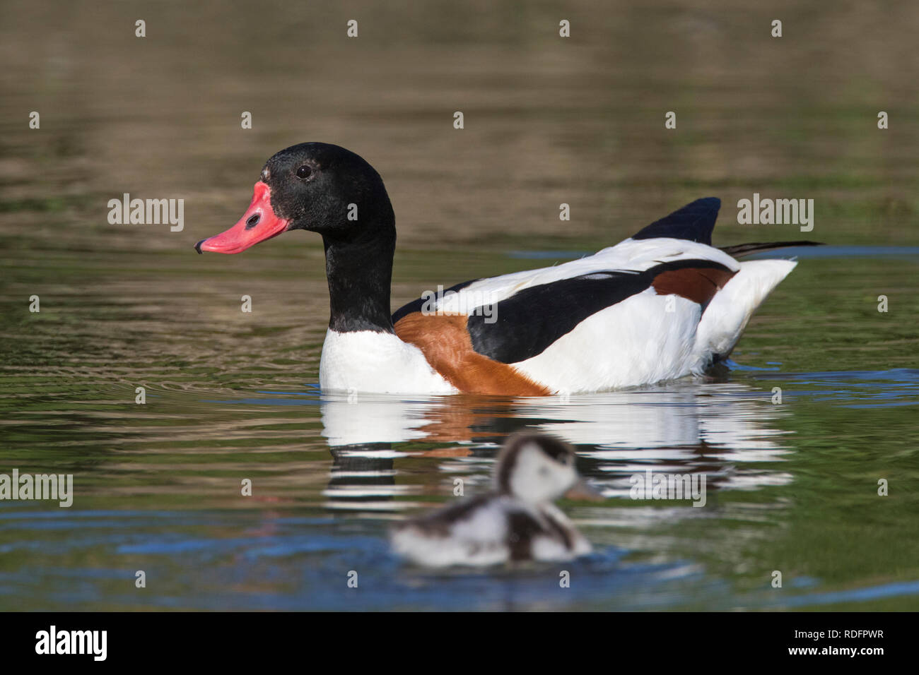 Female Shelducks High Resolution Stock Photography and Images - Alamy