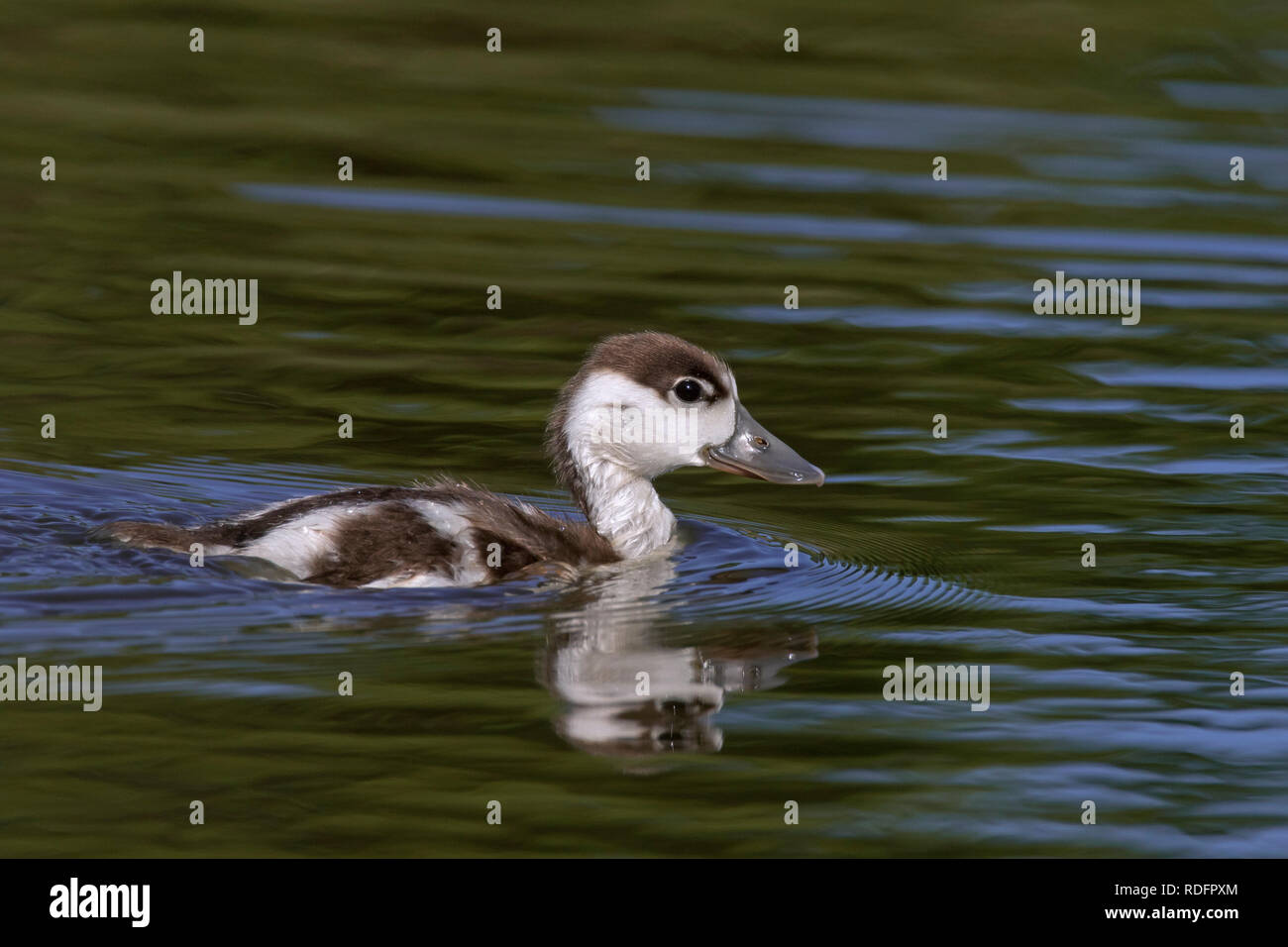 Common shelduck (Tadorna tadorna) duckling / young swimming in lake ...