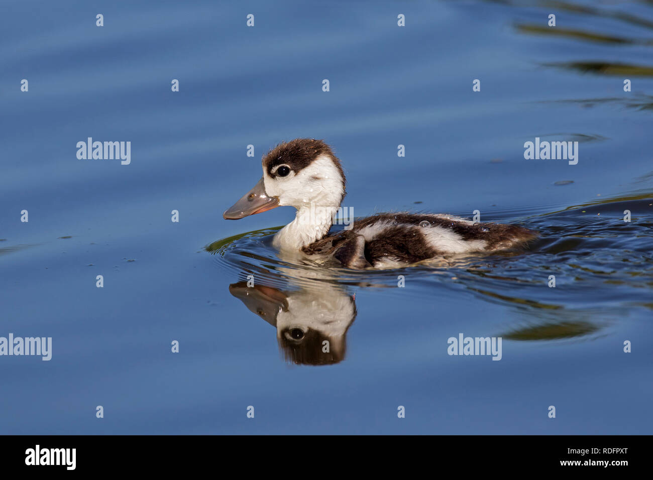 Common shelduck (Tadorna tadorna) duckling / young swimming in lake ...