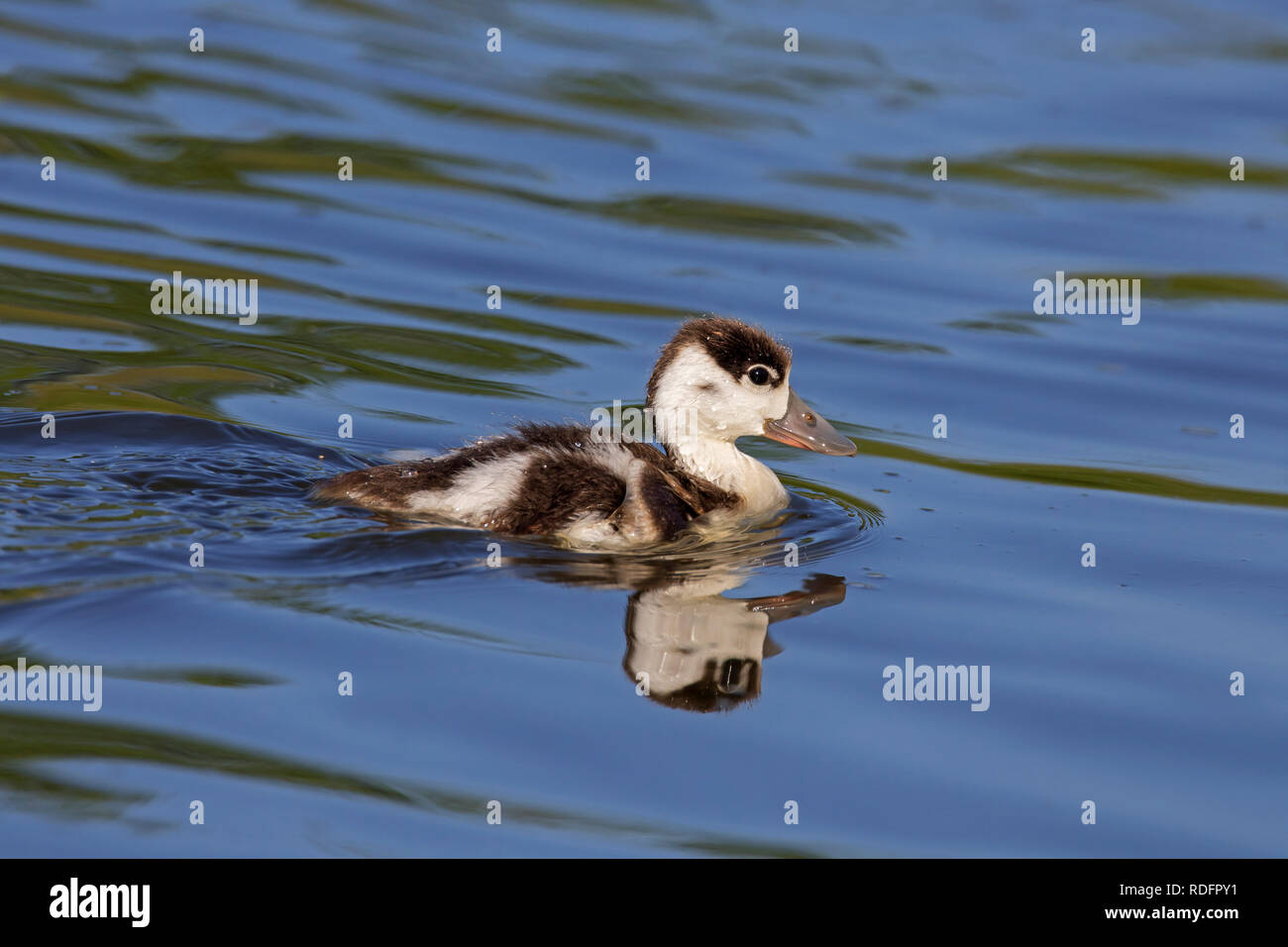Baby ducklings swimming hi-res stock photography and images - Alamy
