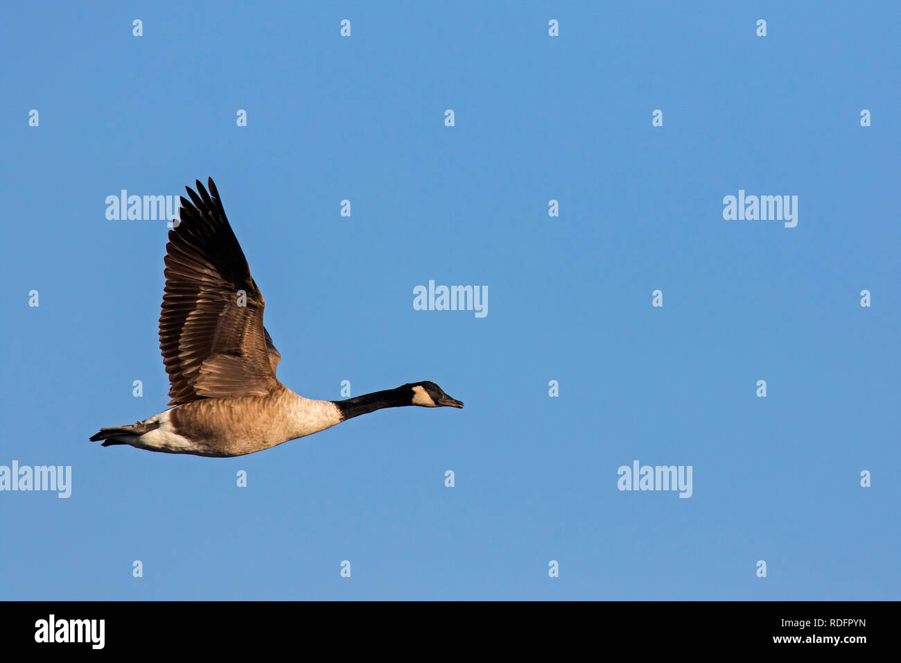 Canada goose (Branta canadensis) in flight against blue sky Stock Photo ...