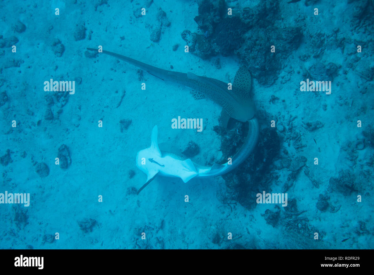 A rare sight in the wild hi-res stock photography and images - Alamy