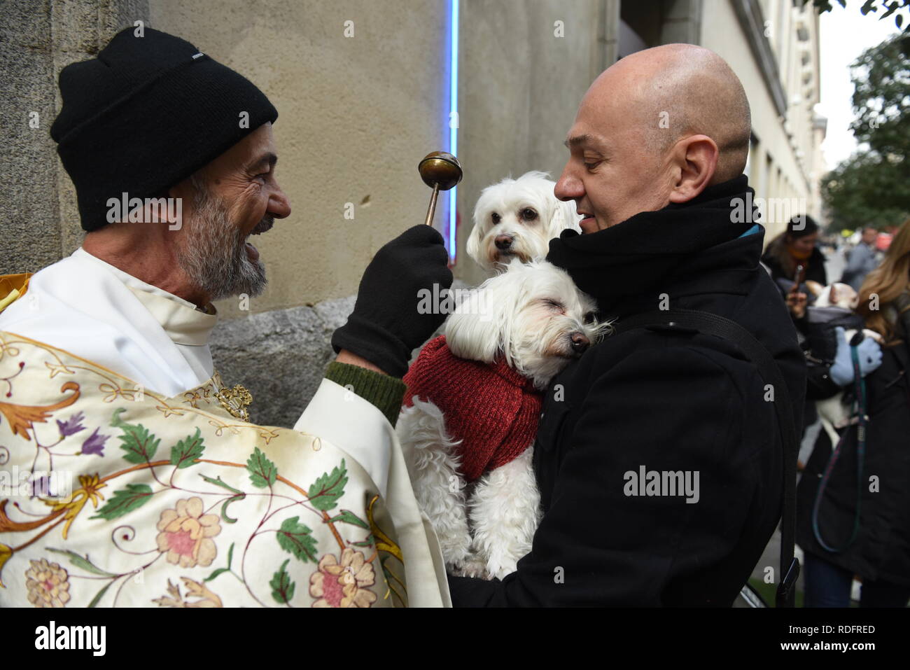 Patron dog hi-res stock photography and images - Alamy