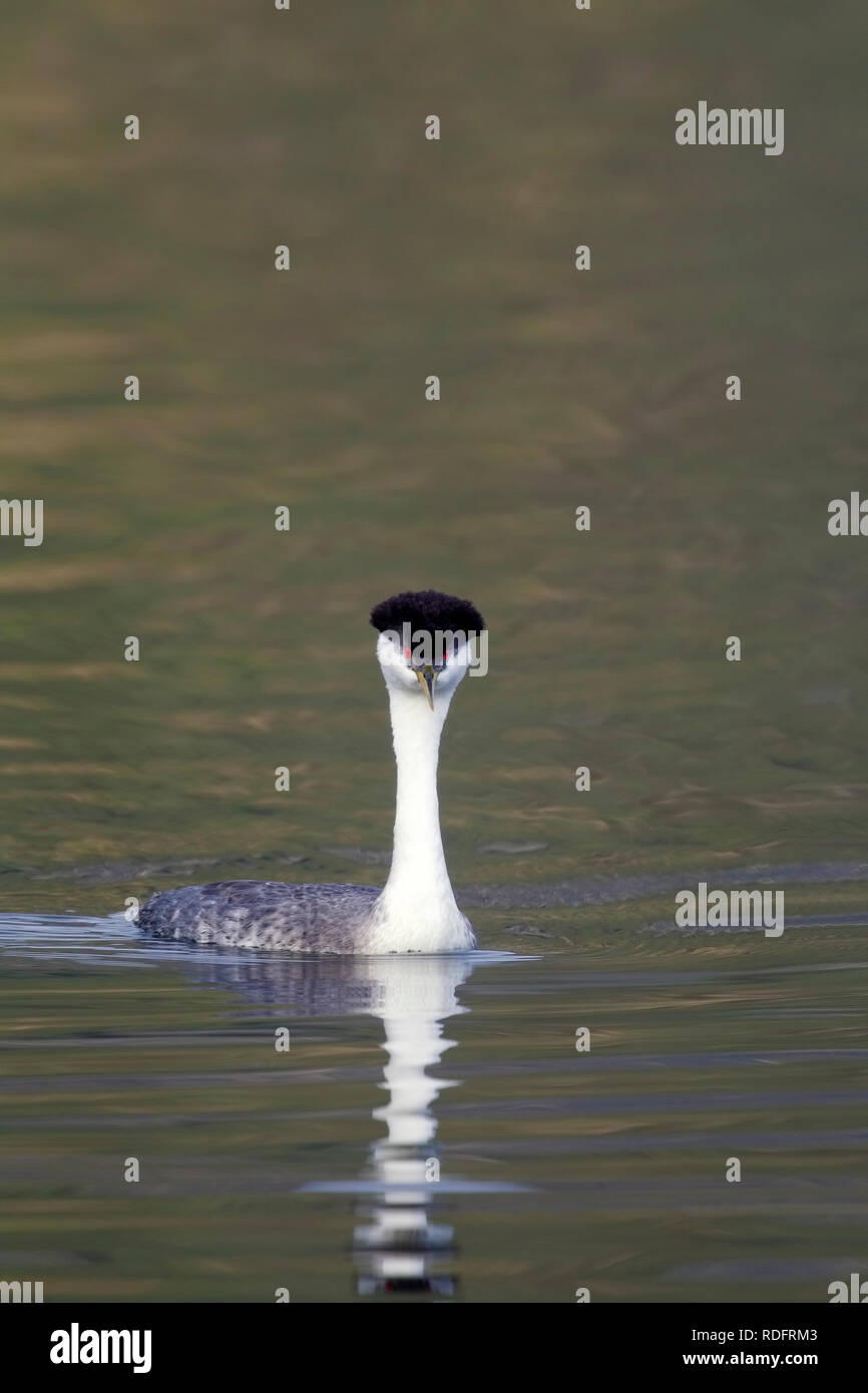 Western Grebe Portrait Stock Photo - Alamy