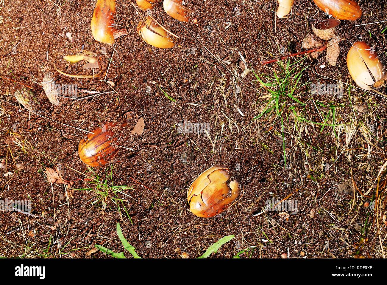 Ground Nuts High Resolution Stock Photography and Images - Alamy