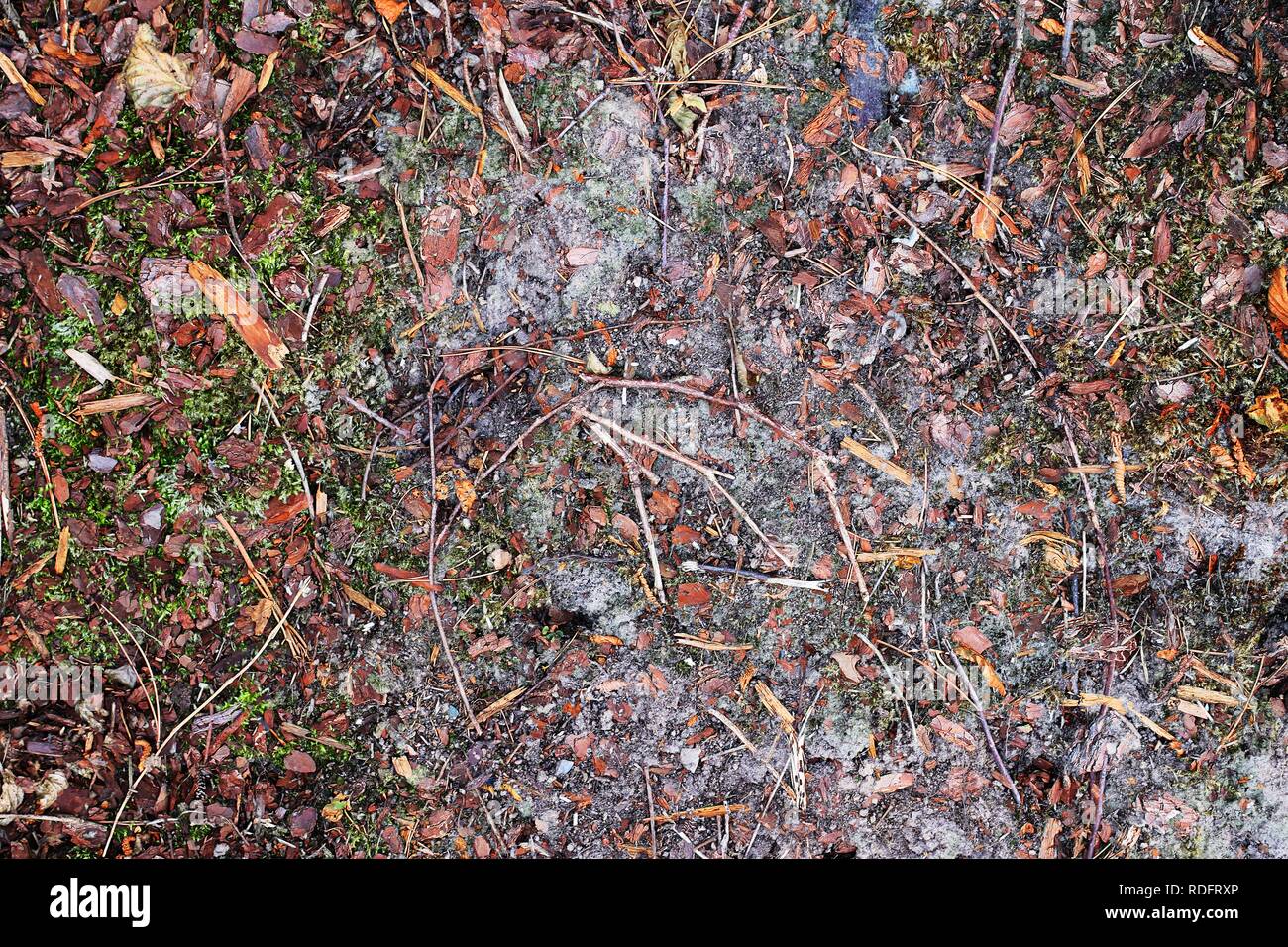 Close up high resolution surface of forest ground with nuts and moss ...