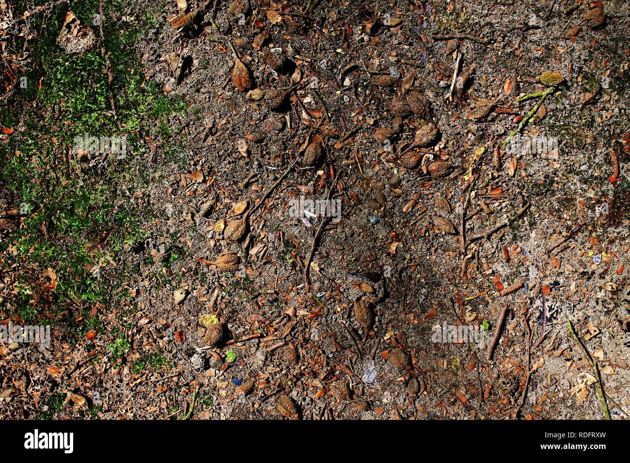 Close up high resolution surface of forest ground with nuts and moss ...