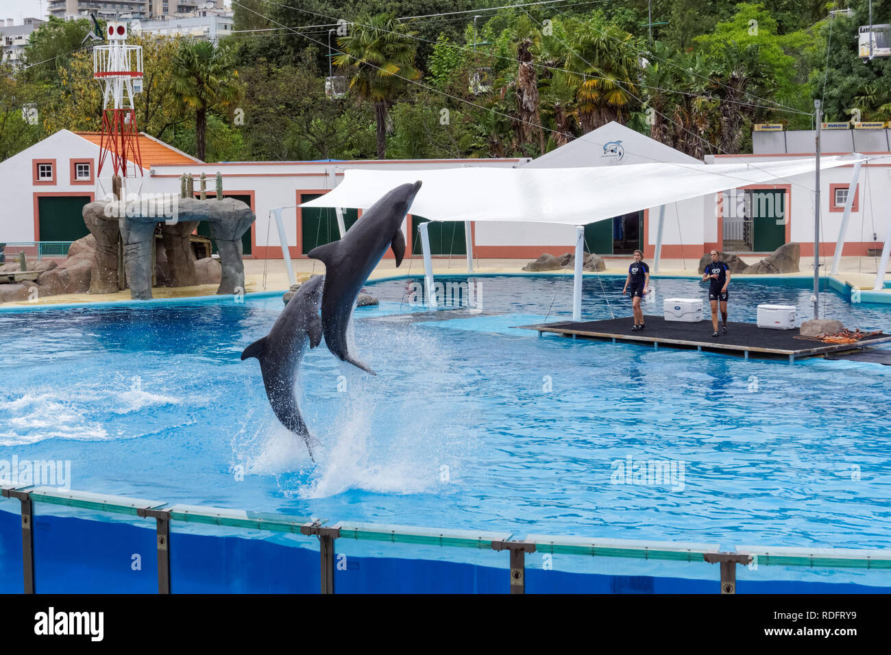 Dolphins swimming in tank hi-res stock photography and images - Alamy