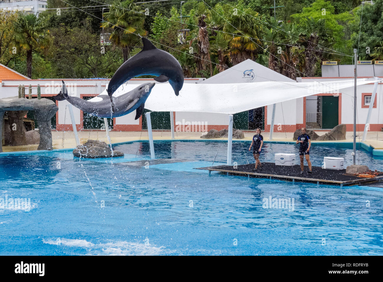 Dolphin in zoo hi-res stock photography and images - Alamy