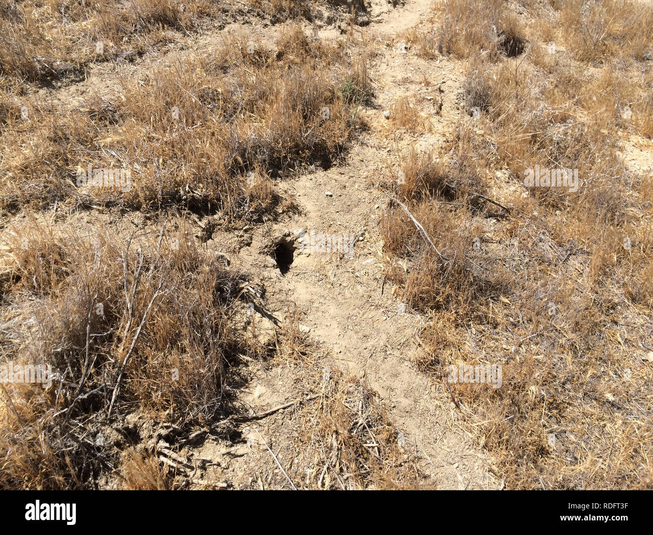 Giant kangaroo rat borrow hole hi-res stock photography and images - Alamy