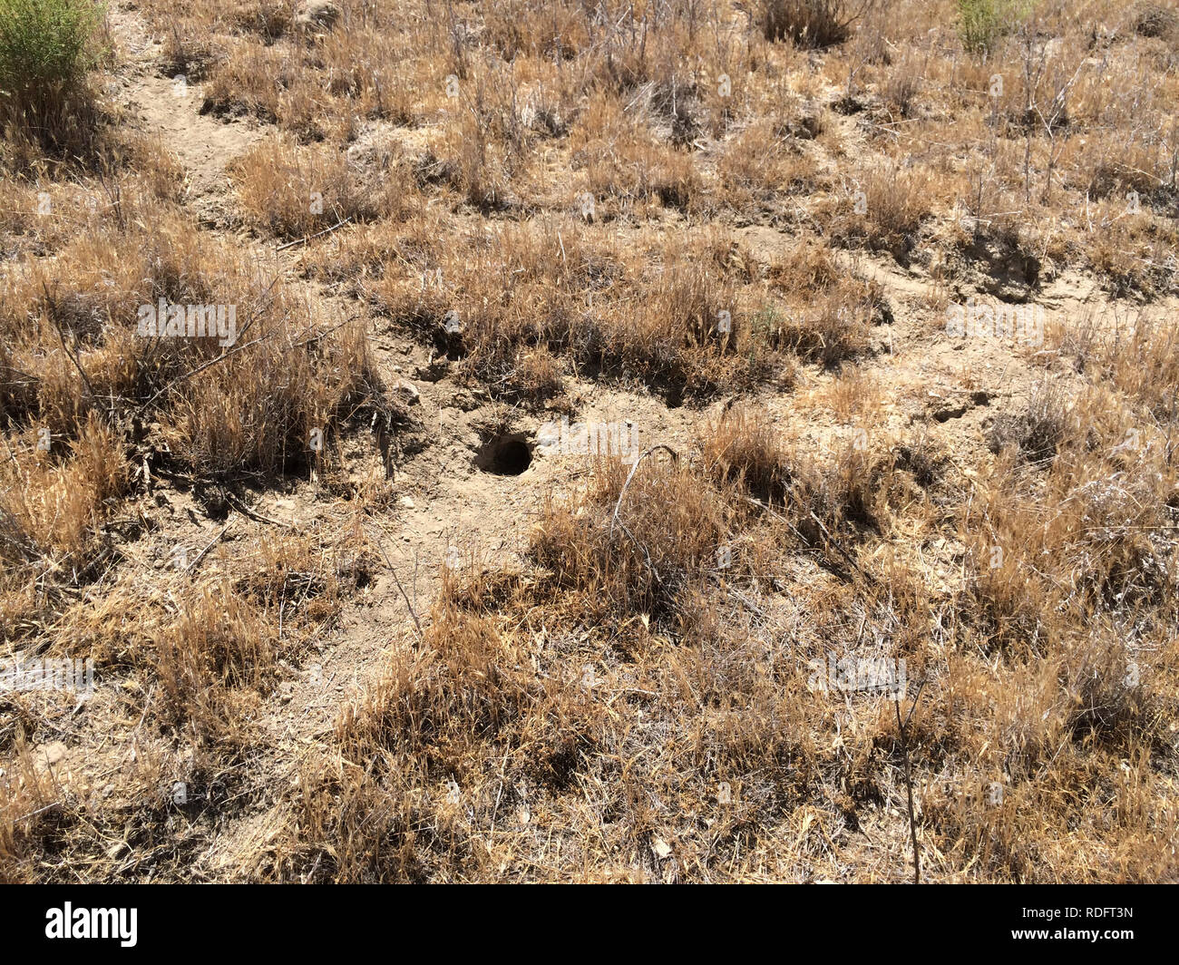 Giant kangaroo rat (Dipodomys ingens) borrow holes on the dry Carrizo ...