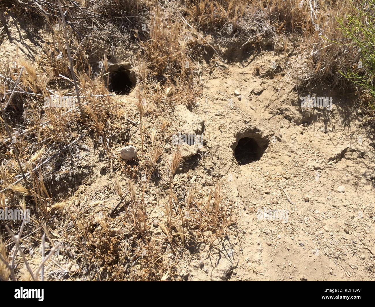 Giant kangaroo rat (Dipodomys ingens) borrow holes on the dry Carrizo ...